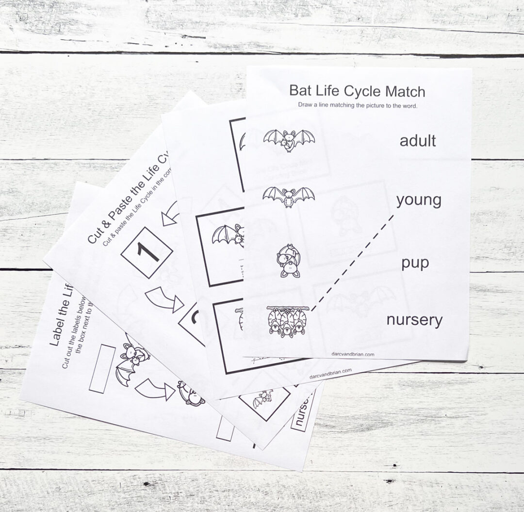 Printable Bat Life Cycle Activities for Kids
