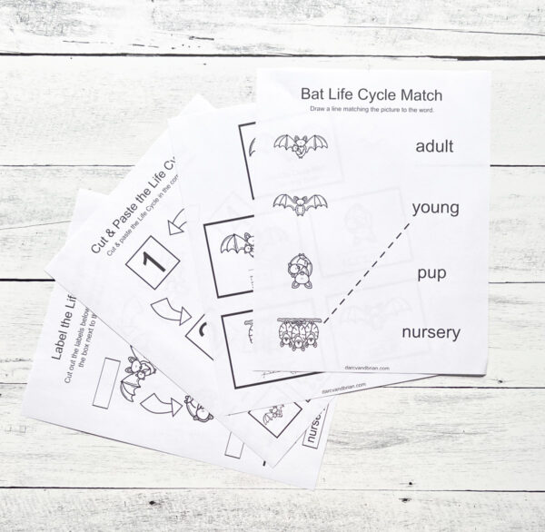 Printable Bat Life Cycle Activities for Kids