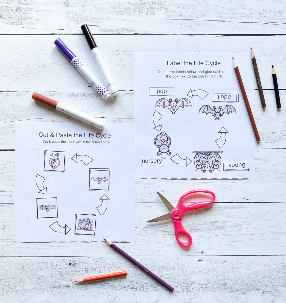 Printable Bat Life Cycle Activities for Kids