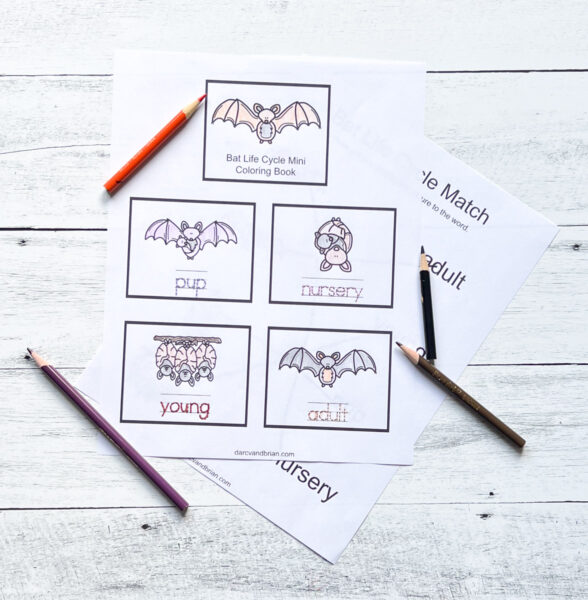 Printable Bat Life Cycle Activities for Kids