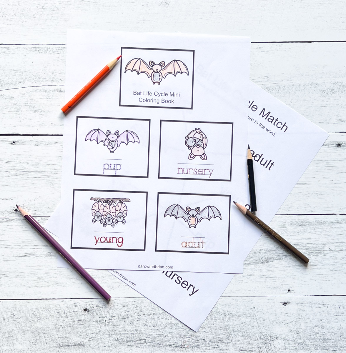 Printable Bat Life Cycle Activities for Kids