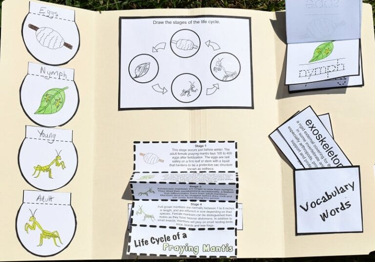 Printable Praying Mantis Life Cycle Lapbook