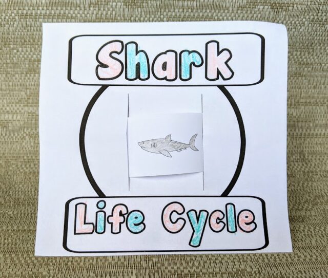 Shark Life Cycle Activities and Resources Plus a Free Printable