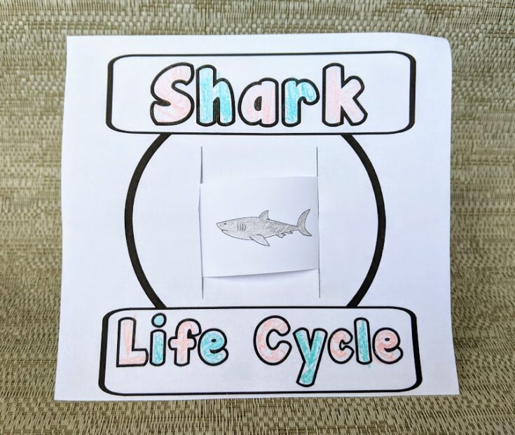 Shark Life Cycle Activities and Resources Plus a Free Printable