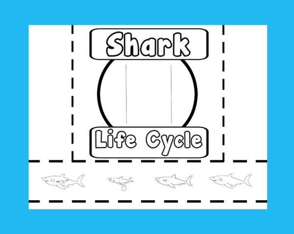 Shark Life Cycle Activities and Resources Plus a Free Printable