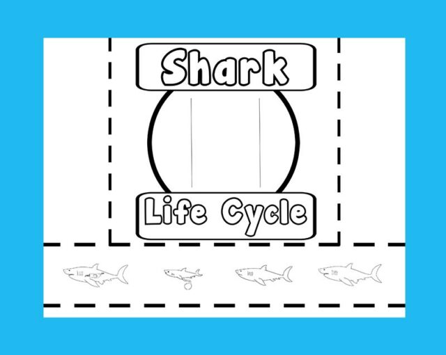 Shark Life Cycle Activities and Resources Plus a Free Printable