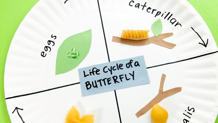Butterfly Life Cycle Paper Plate Life Cycle Projects For Kids Hative