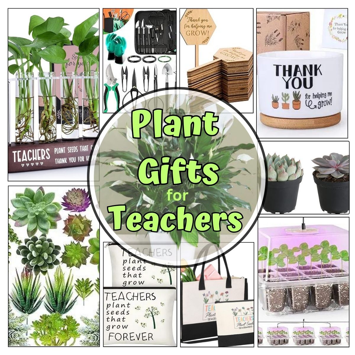 Plant Gifts for Teachers | Teacher Appreciation Gift Ideas