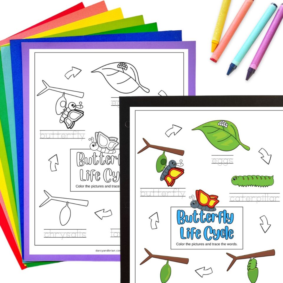 Butterfly Life Cycle Coloring Sheet Printable for Preschool Learning