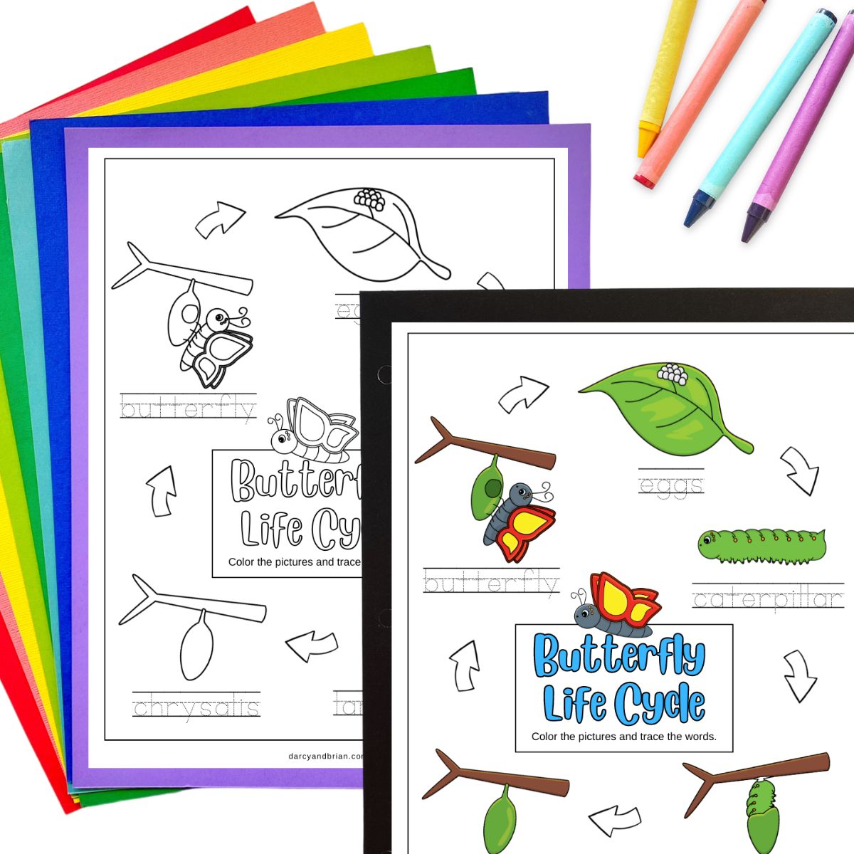 Butterfly Life Cycle Coloring Sheet Printable for Preschool Learning