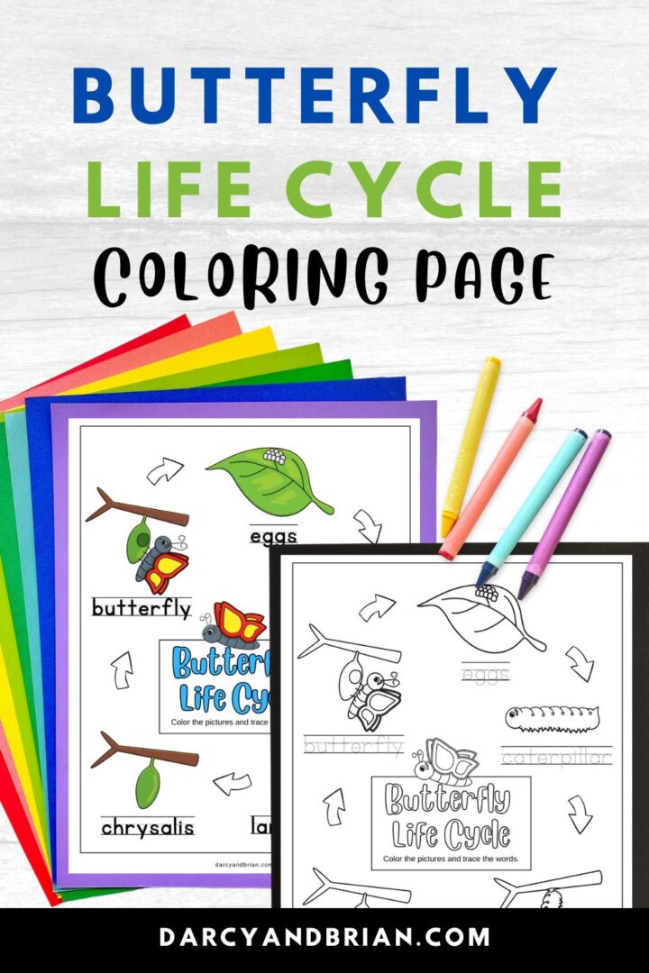 Butterfly Life Cycle Coloring Sheet Printable for Preschool Learning