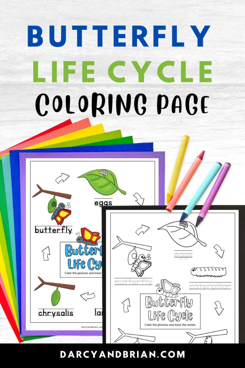 Butterfly Life Cycle Coloring Sheet Printable for Preschool Learning