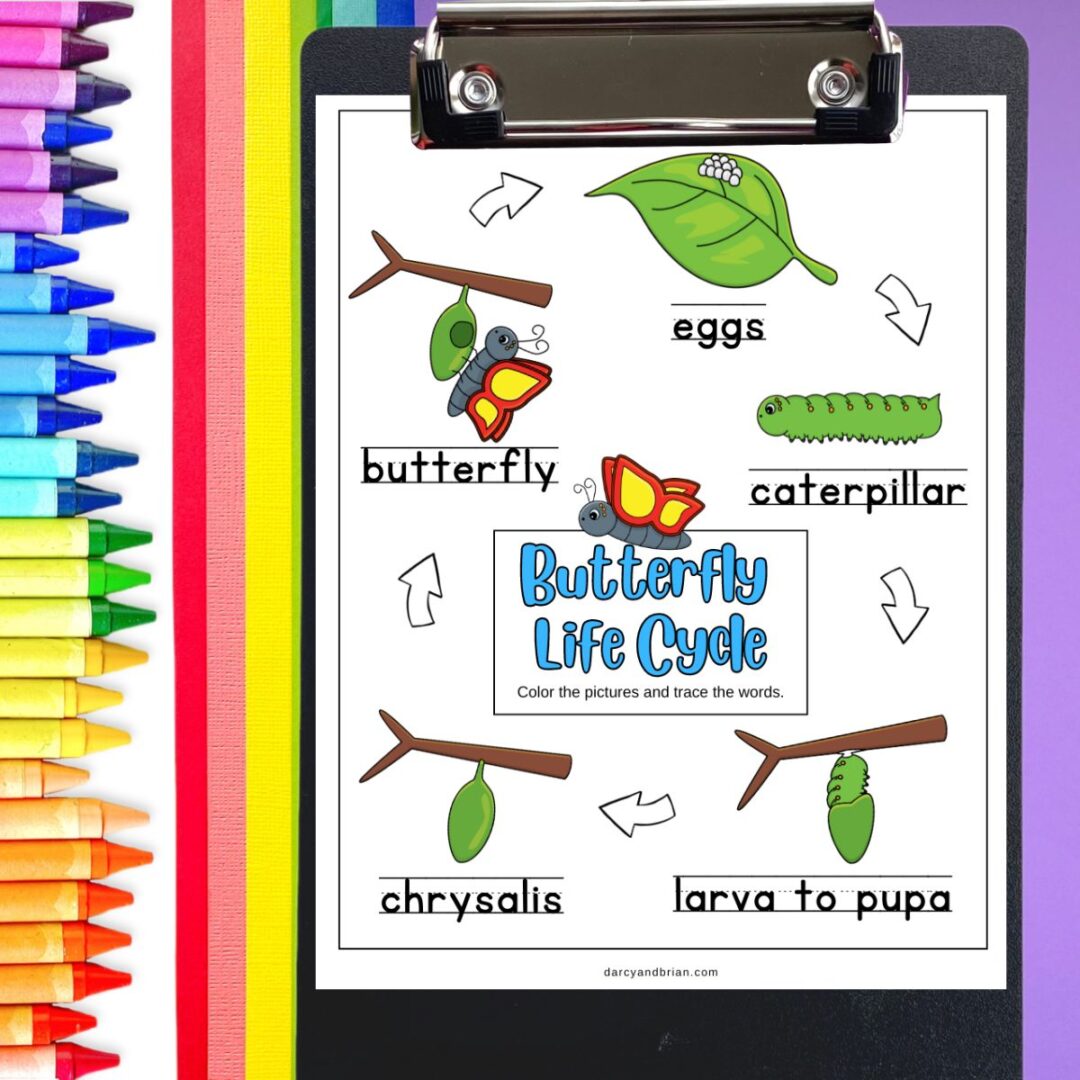 Butterfly Life Cycle Coloring Sheet Printable for Preschool Learning