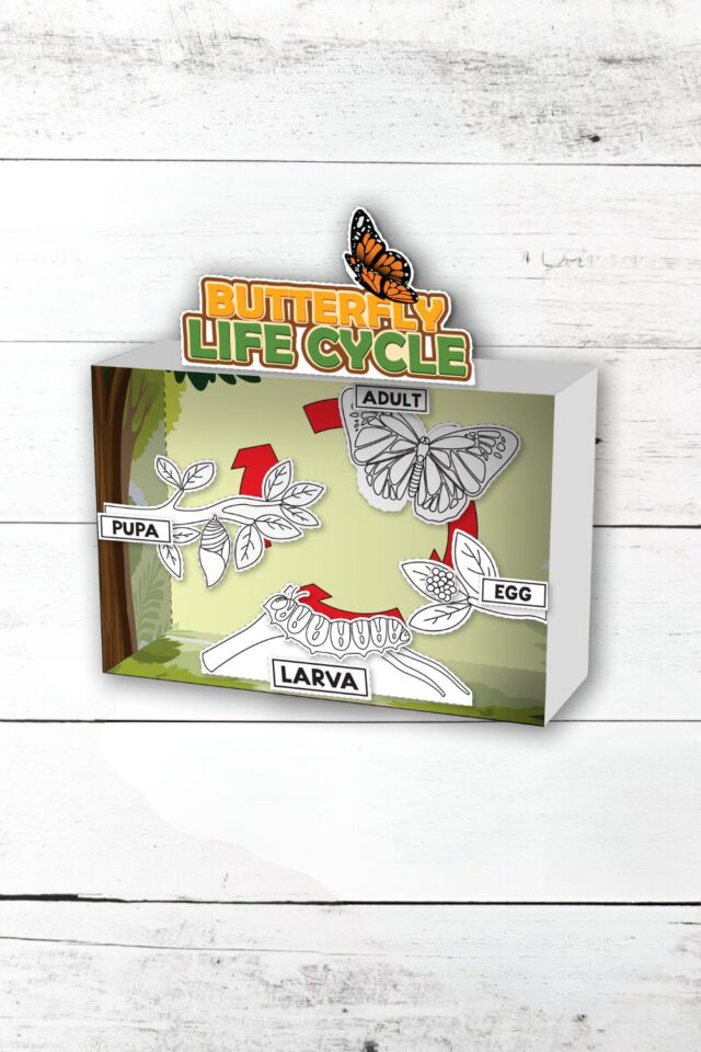 Butterfly Life Cycle Project for Kids: Fun 3D Diorama Printable