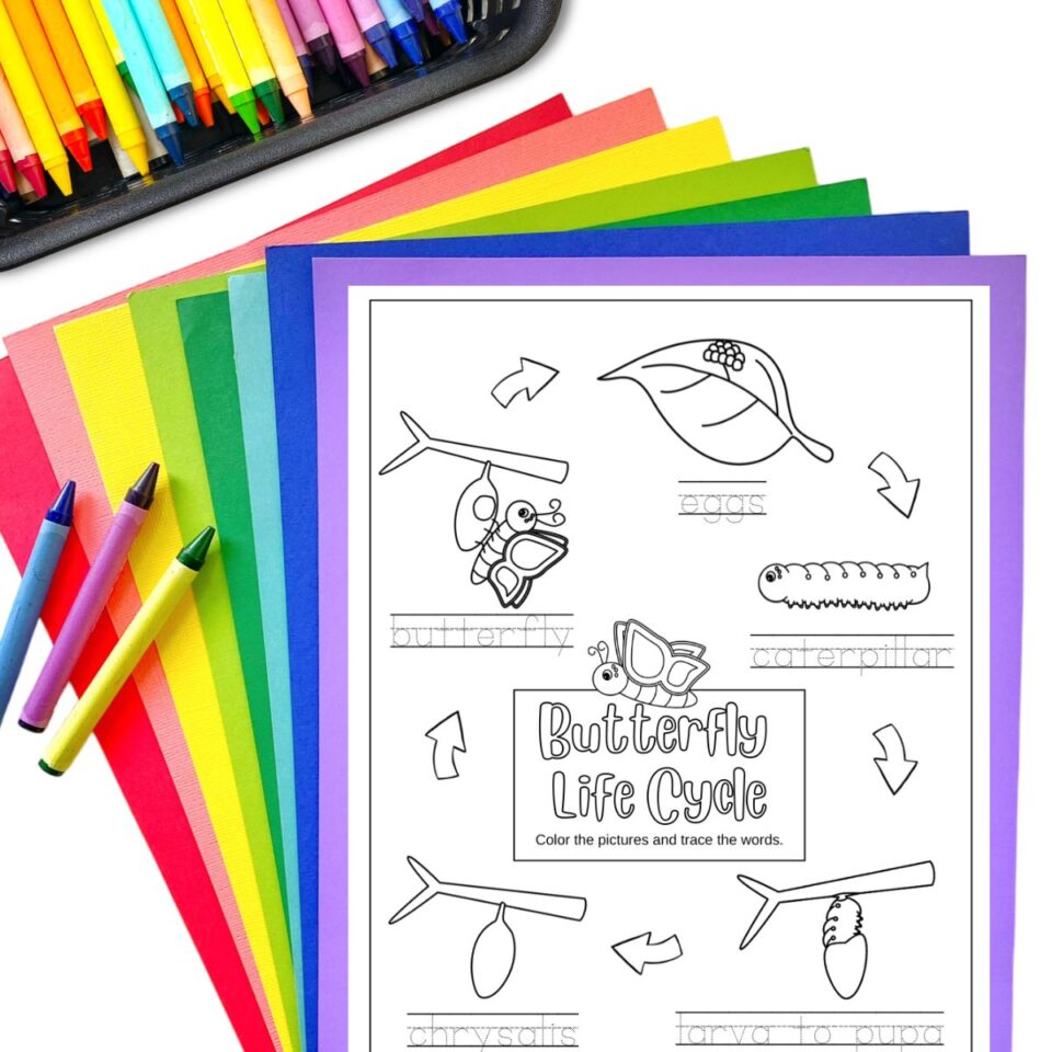 Butterfly Life Cycle Coloring Sheet Printable for Preschool Learning
