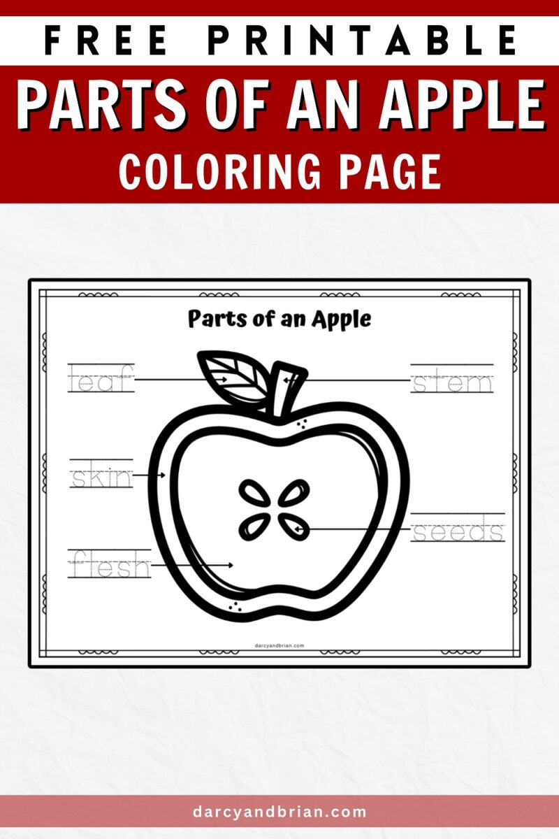 Free Printable Parts of an Apple Coloring Page