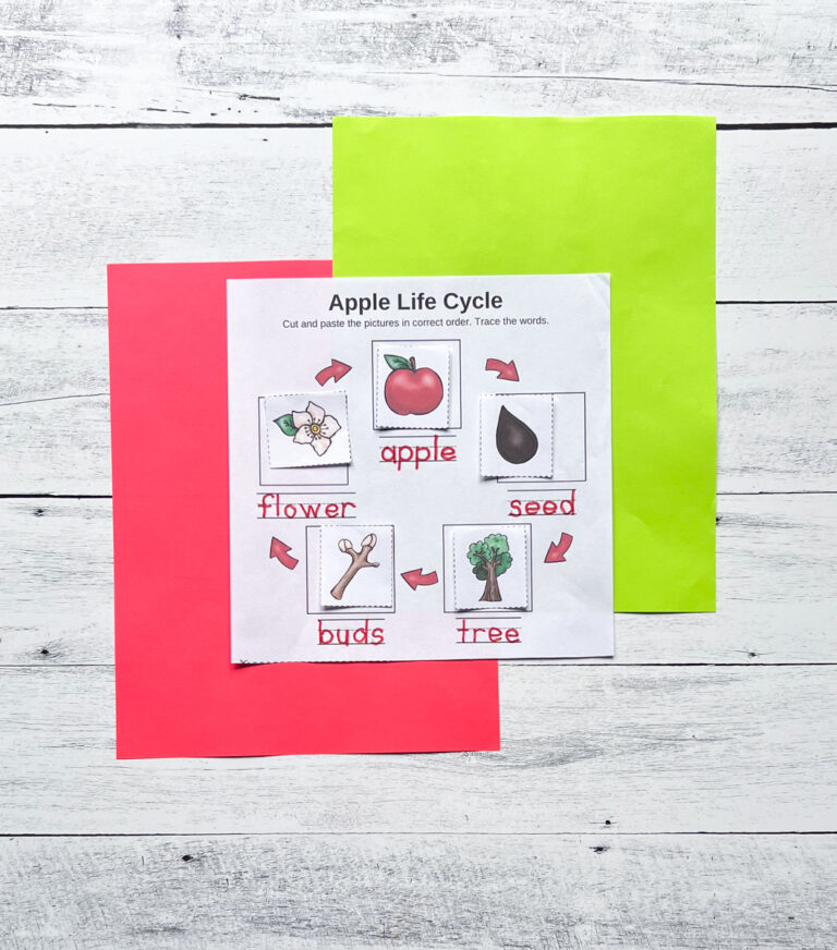 Printable Life Cycle of an Apple Worksheet