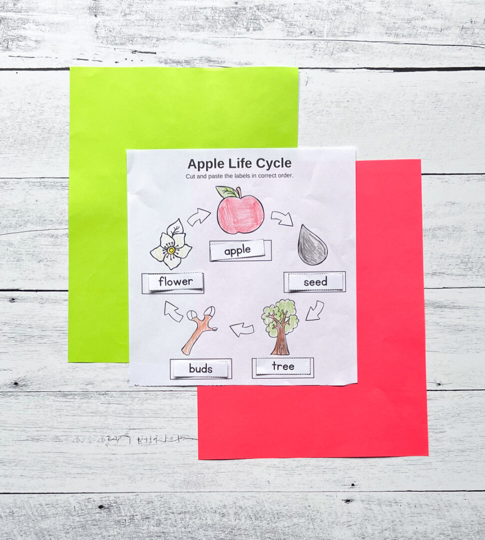 Printable Life Cycle of an Apple Worksheet