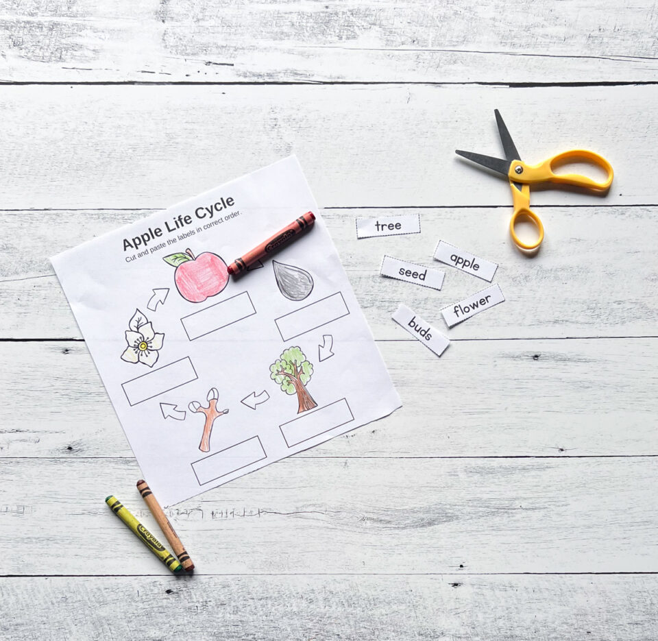 Printable Life Cycle of an Apple Worksheet