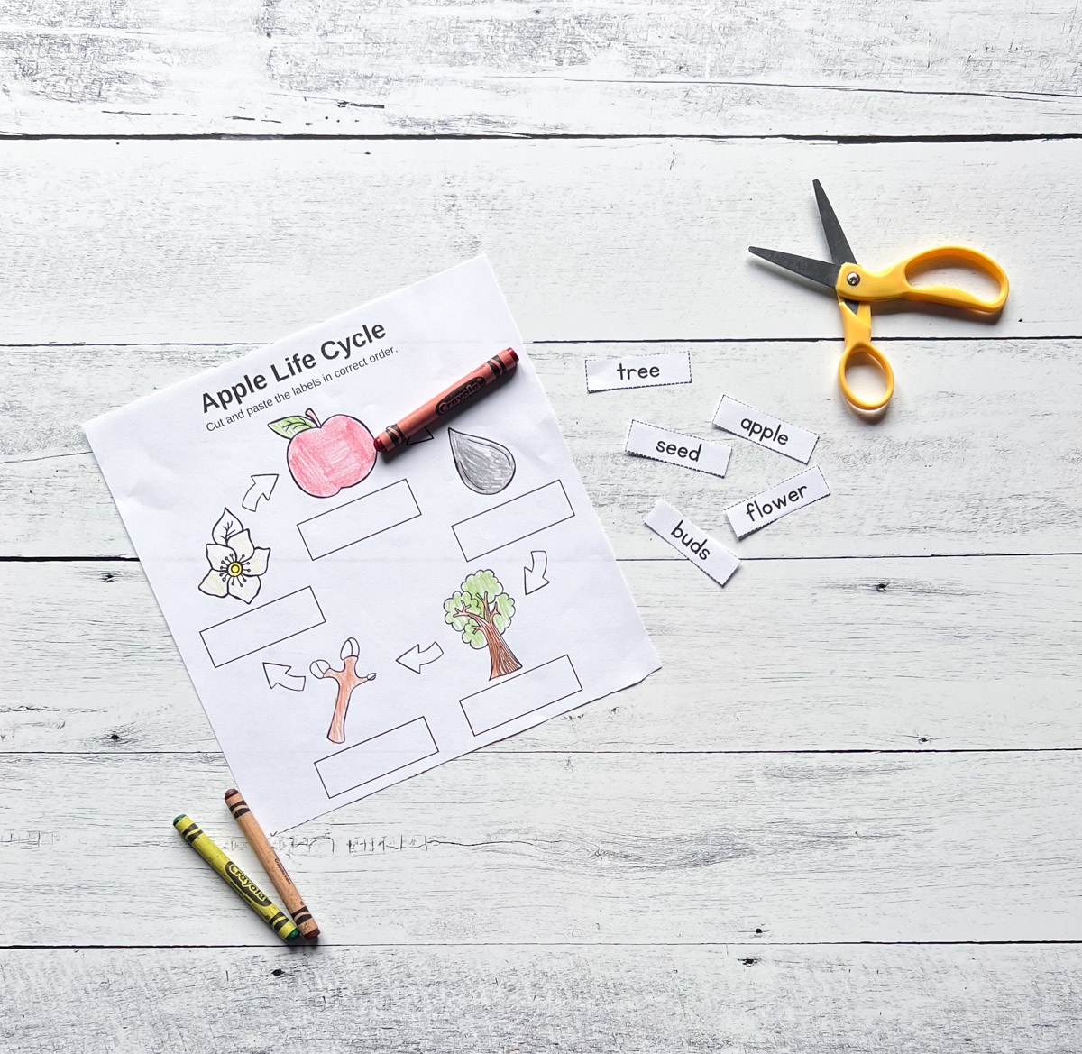 Printable Life Cycle of an Apple Worksheet