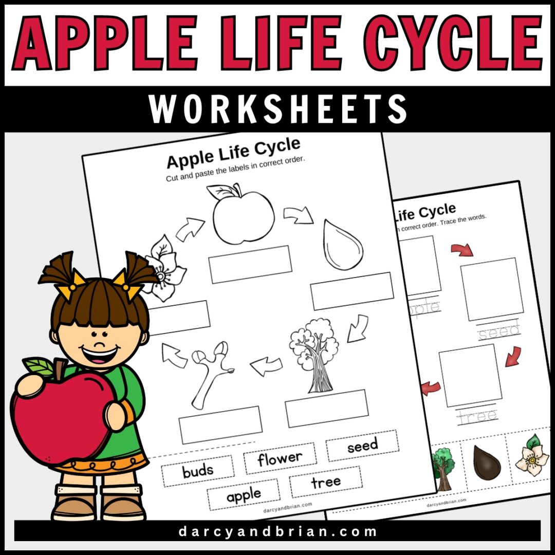 Printable Life Cycle of an Apple Worksheet