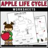 Printable Life Cycle of an Apple Worksheet