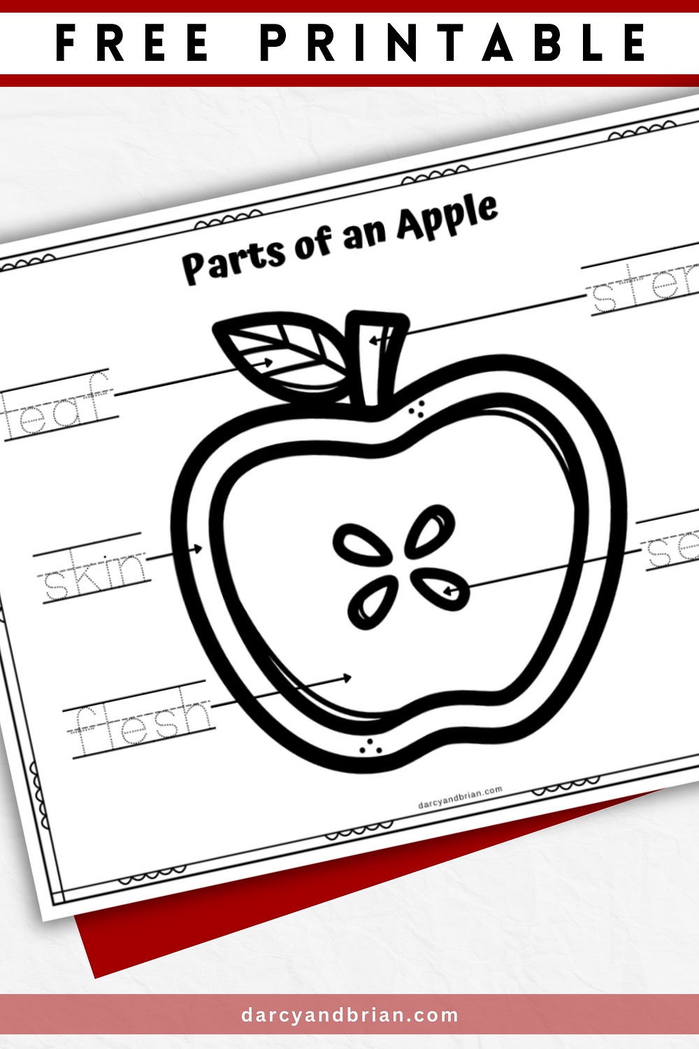 Free Printable Parts of an Apple Coloring Page