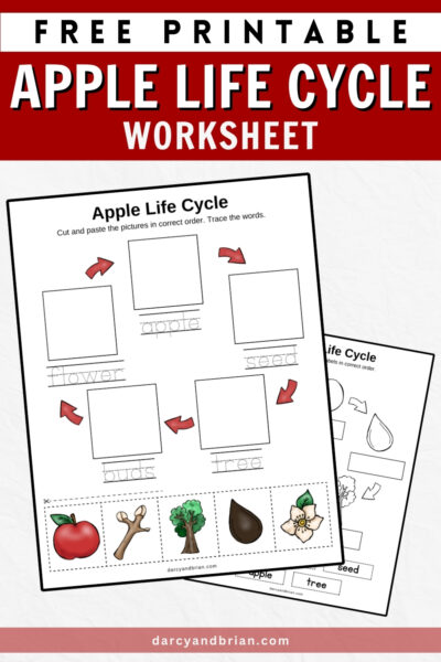 Printable Life Cycle of an Apple Worksheet
