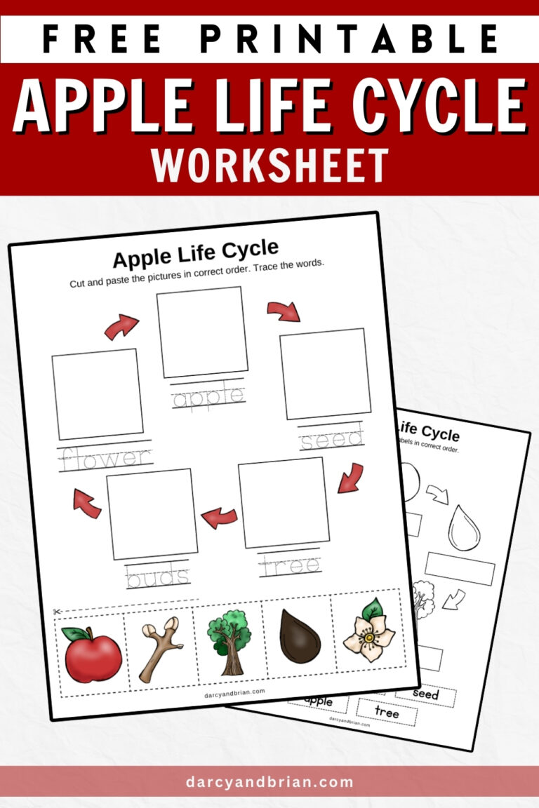 Printable Life Cycle of an Apple Worksheet
