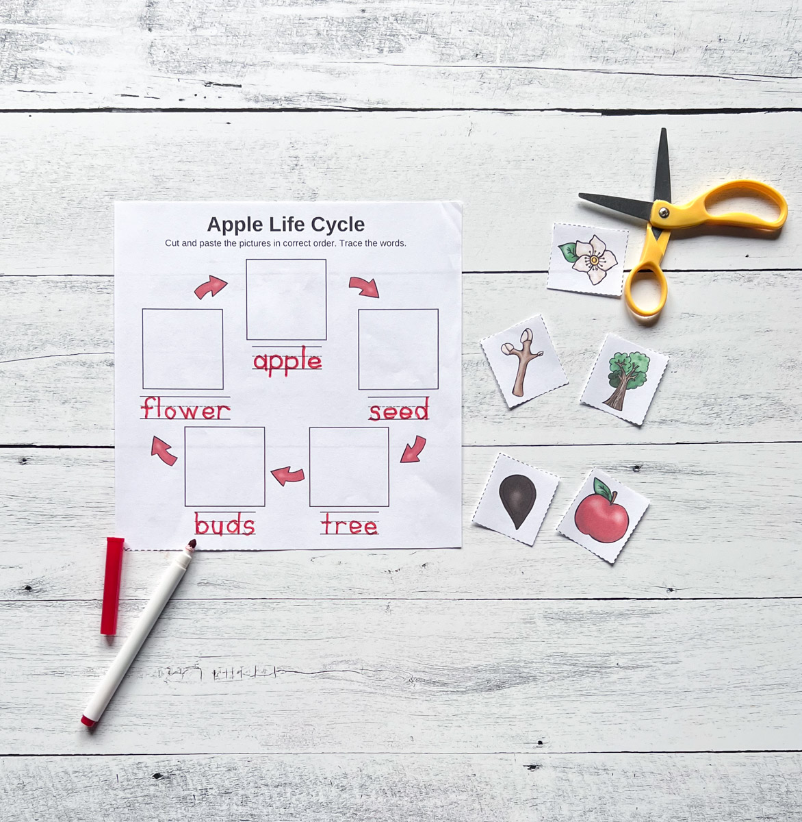 Printable Life Cycle of an Apple Worksheet